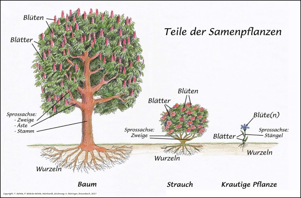 Biologie – Montessori-Download
